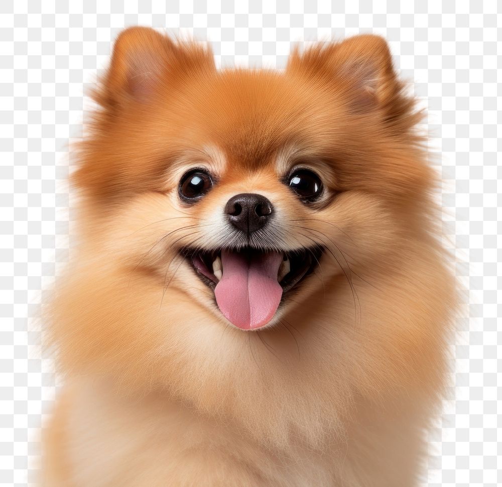 PNG Pomeranian mammal animal dog. | Premium PNG - rawpixel