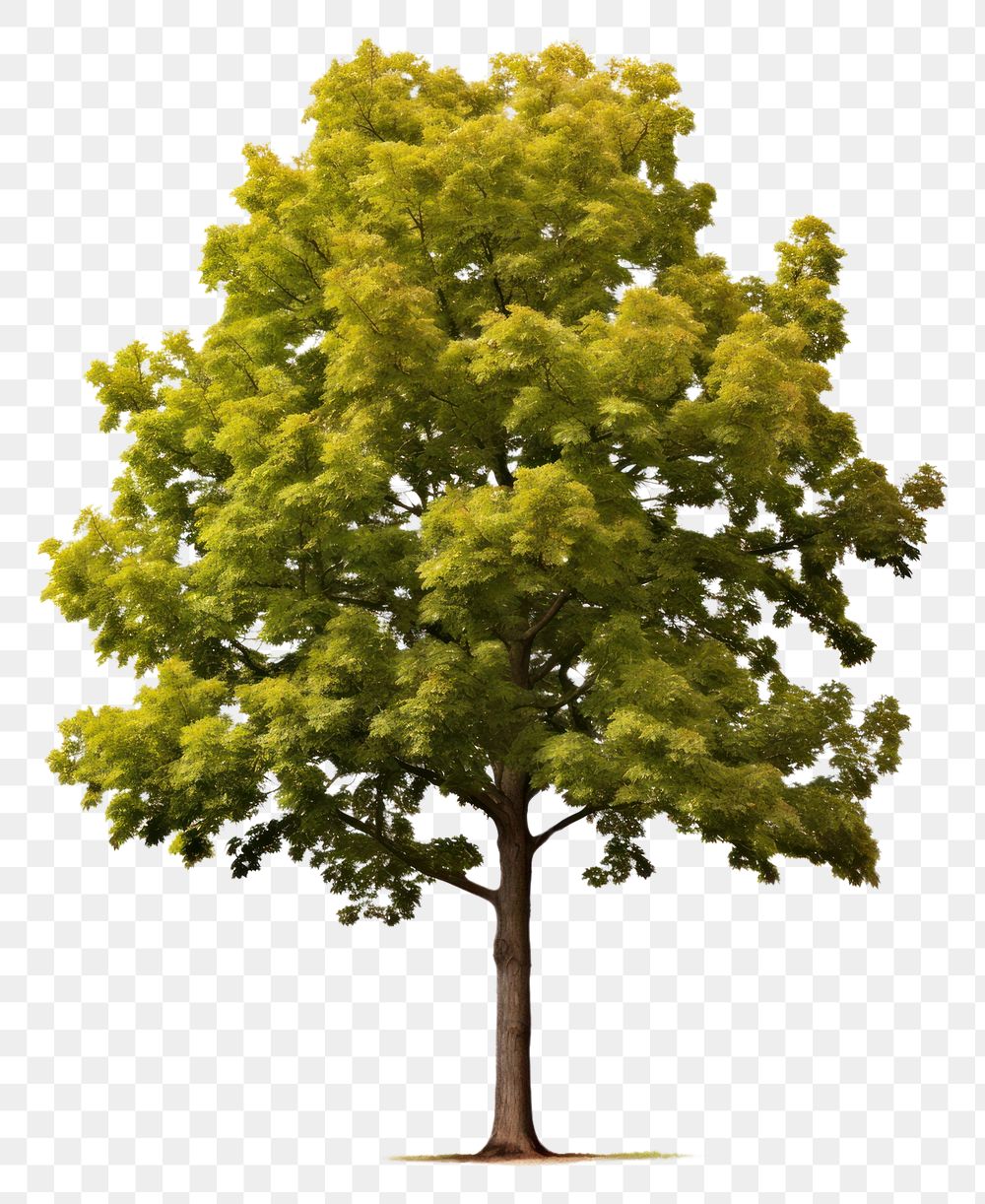 PNG Maple tree maple plant | Free PNG - rawpixel