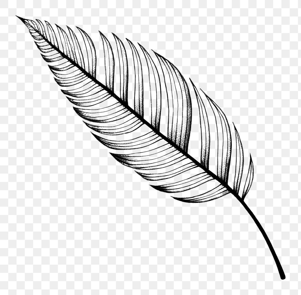 PNG Leaf drawing sketch plant. | Free PNG - rawpixel