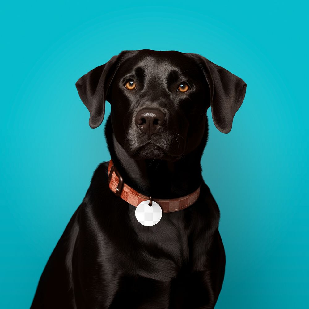 Dog name tag png mockup | Free PNG - rawpixel