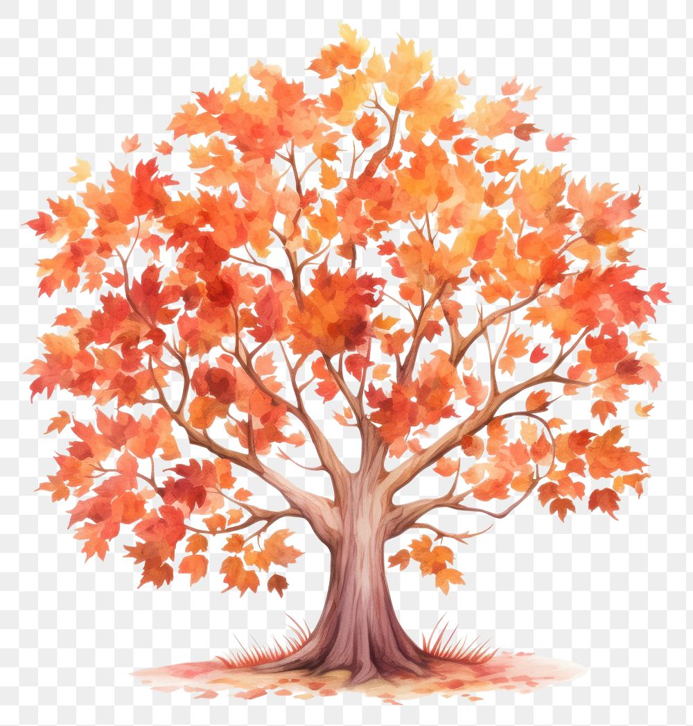 PNG Autumn tree drawing plant | Premium PNG - rawpixel