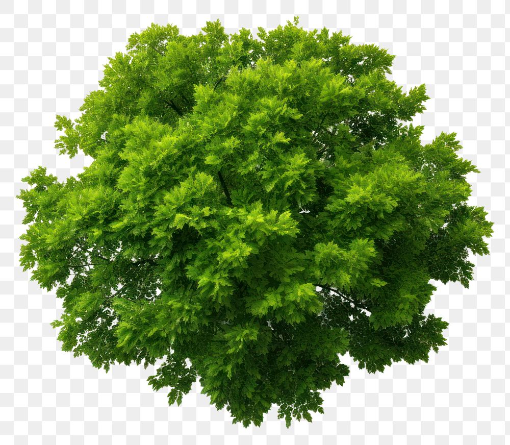 PNG Green tree backgrounds plant | Premium PNG - rawpixel