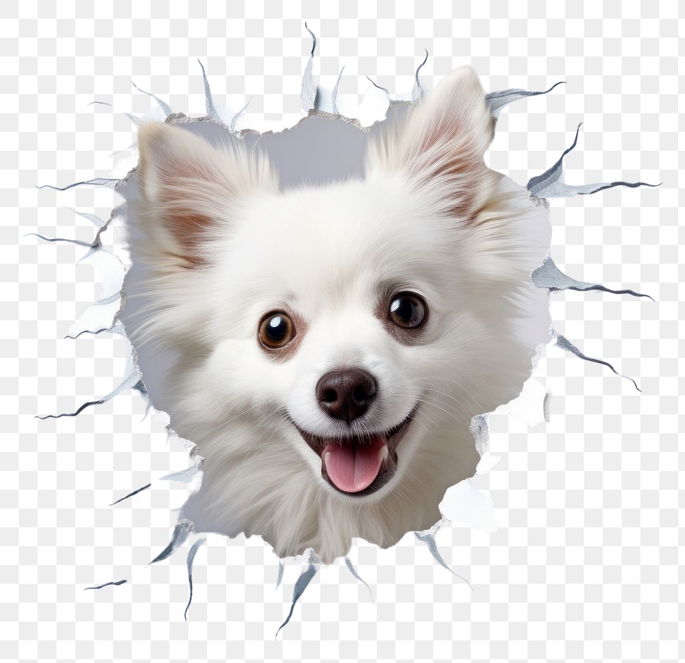 PNG Pom dog portrait mammal | Free PNG - rawpixel