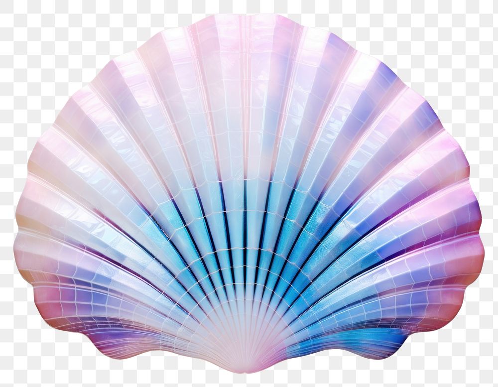 PNG Shell clam white background | Free PNG - rawpixel