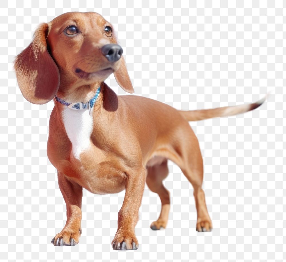 PNG Dog animal mammal hound. | Free PNG - rawpixel