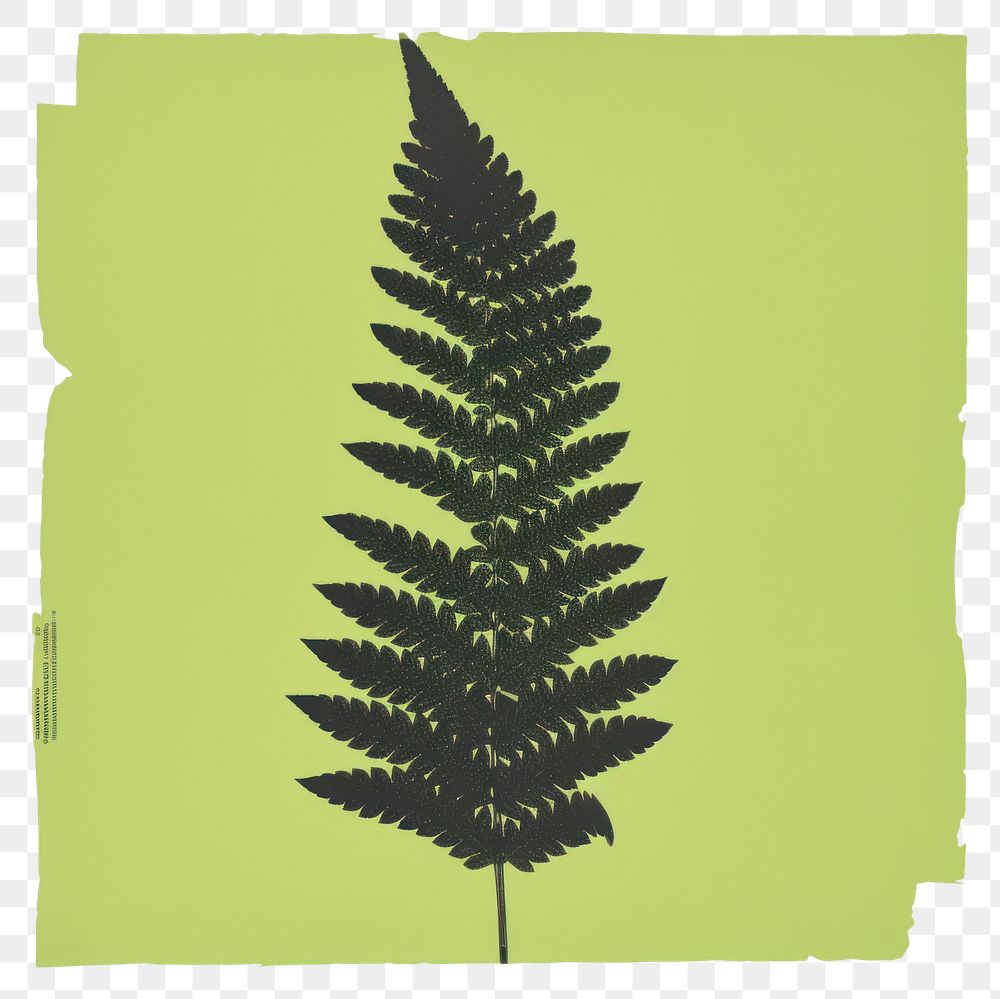 PNG Fern plant leaf tree. | Premium PNG - rawpixel