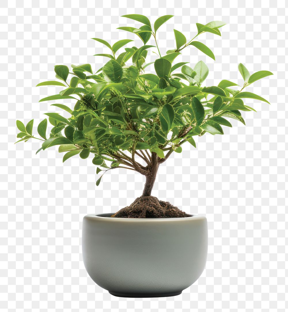 PNG Small plant pot tree | Free PNG - rawpixel
