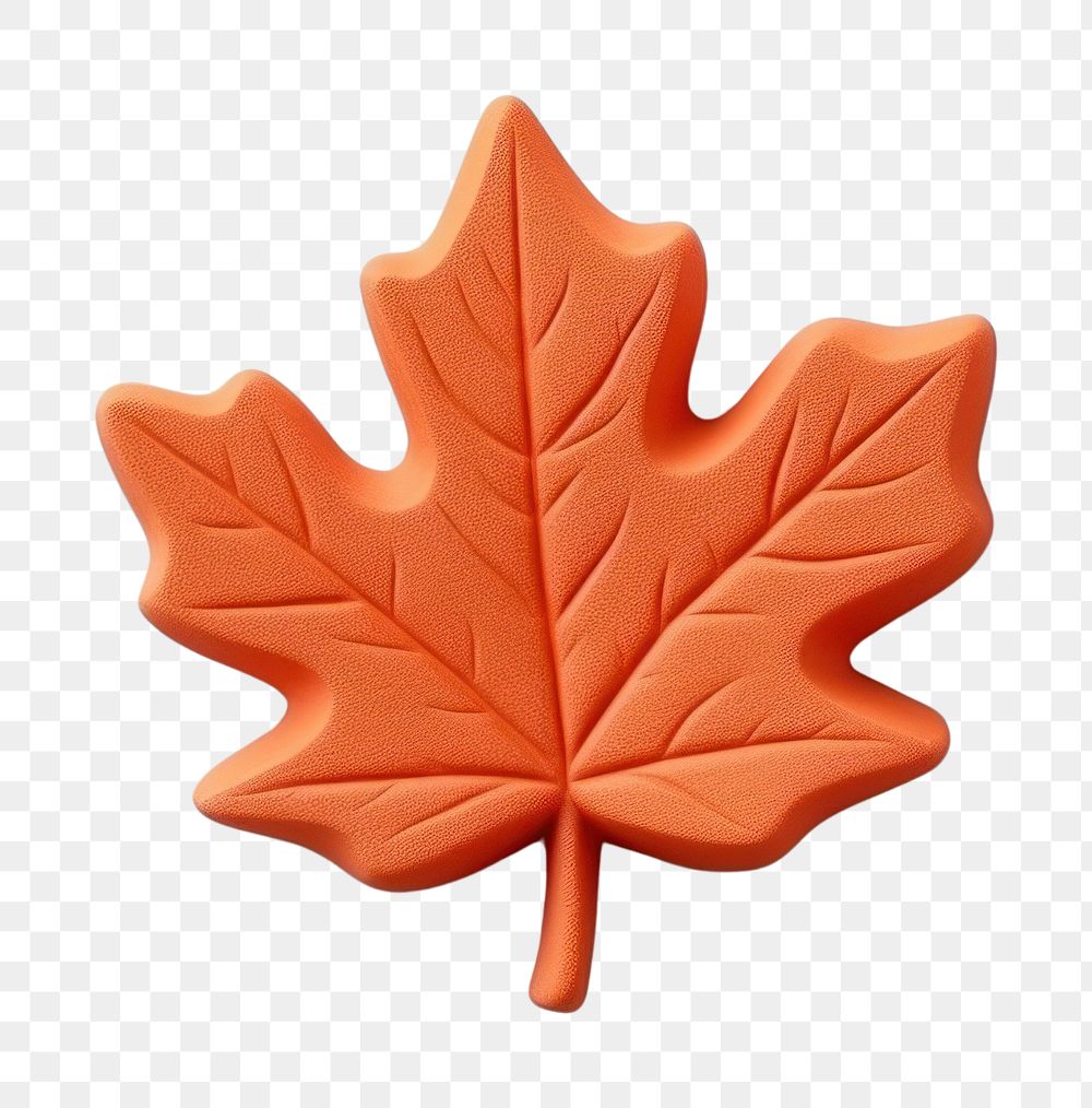 PNG Maple person plant human. | Free PNG - rawpixel