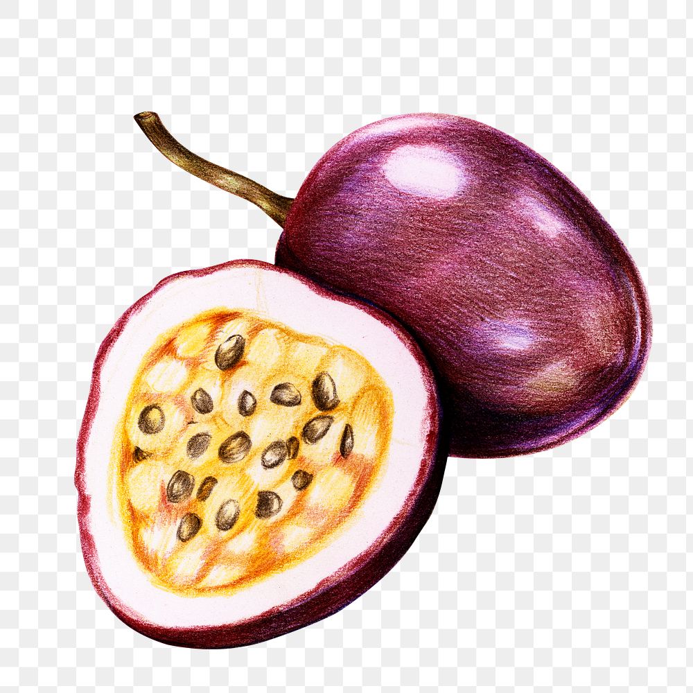 Vintage passion fruit illustration png | Free PNG Sticker - rawpixel