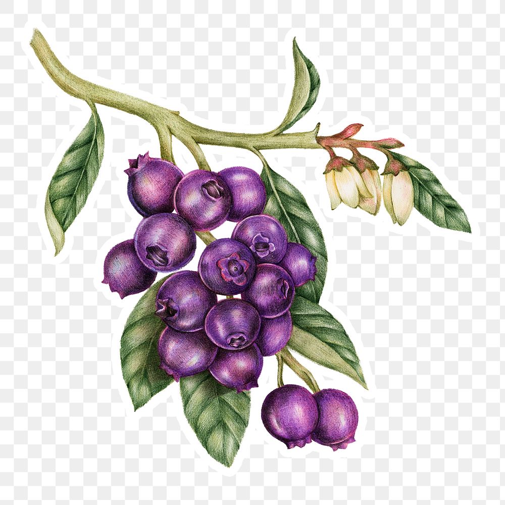 Hand drawn blueberry fruit sticker | Free PNG Sticker - rawpixel