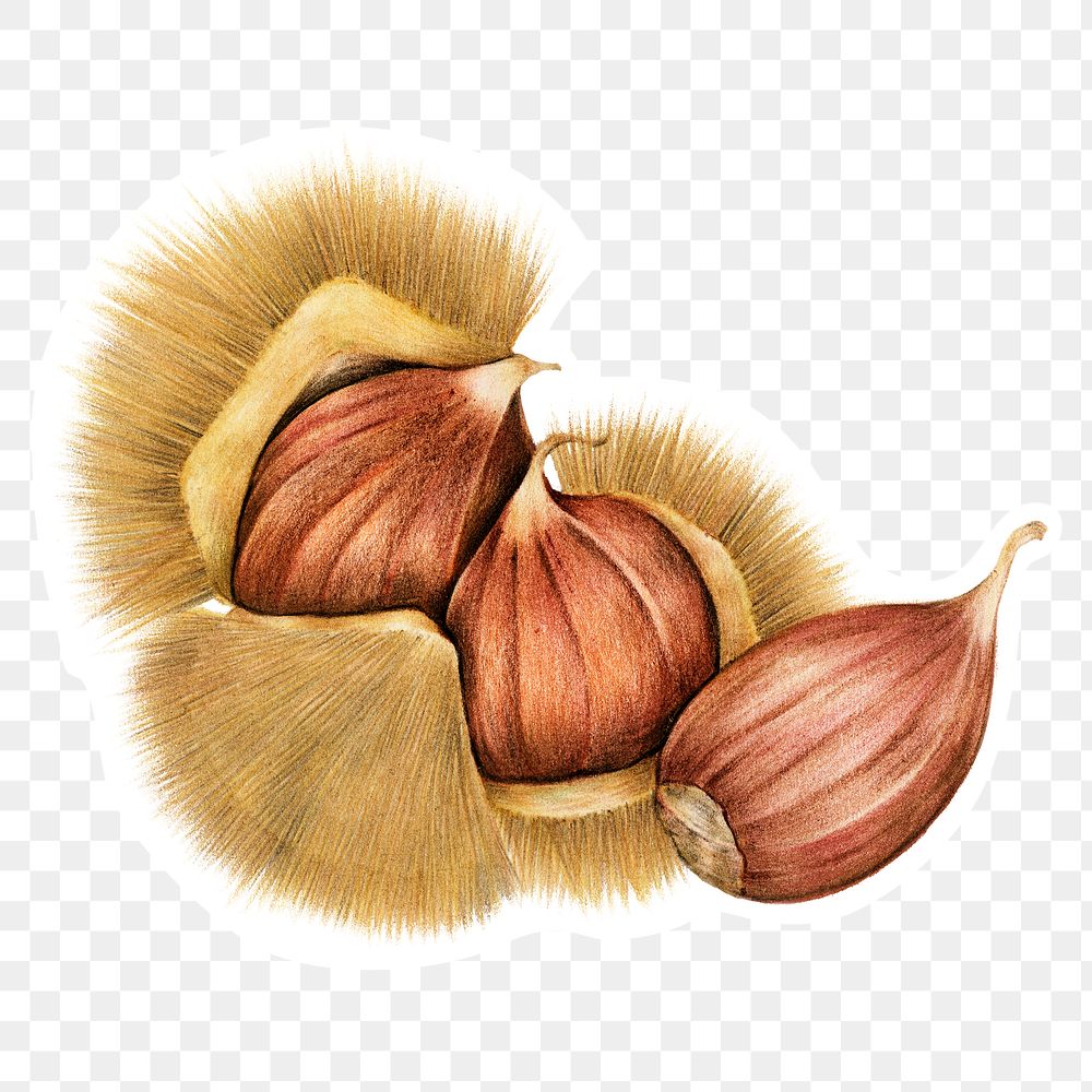 Hand drawn chestnut sticker with a white | Free PNG Sticker - rawpixel