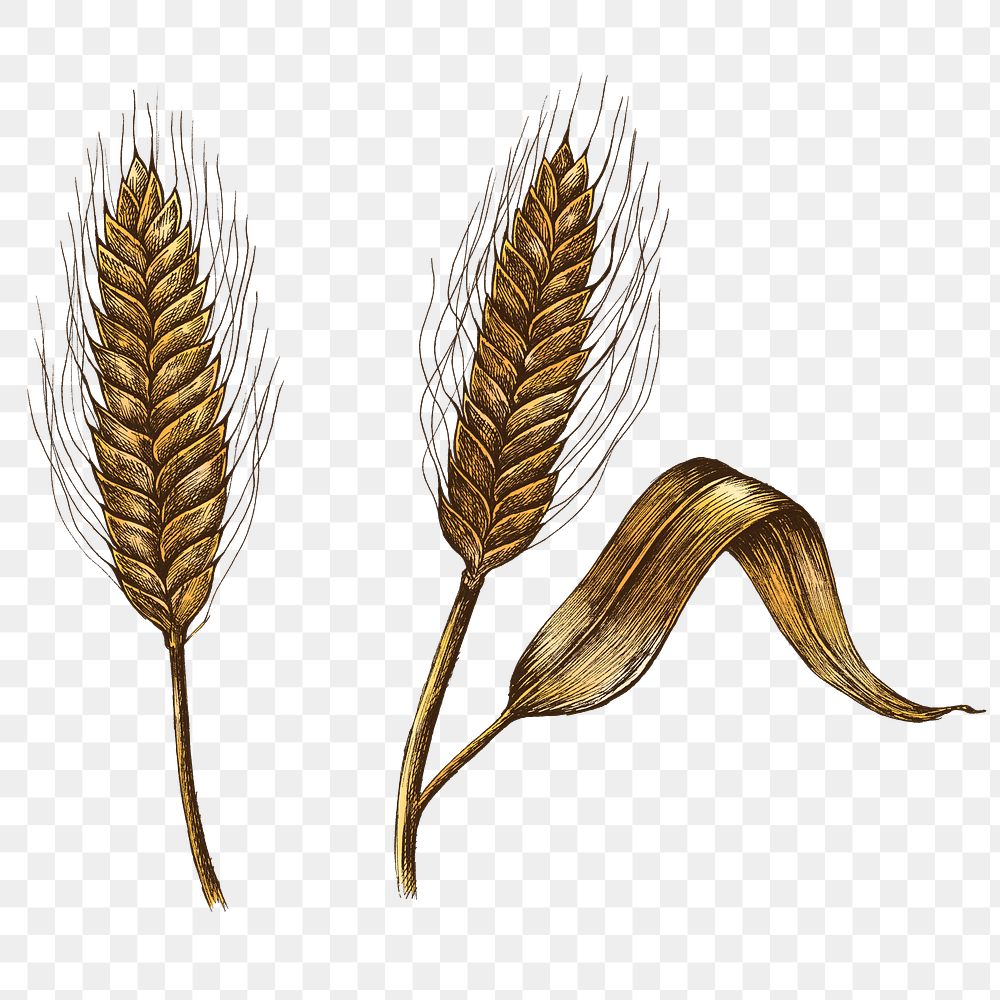 Golden wheat png transparent set | Premium PNG Sticker - rawpixel