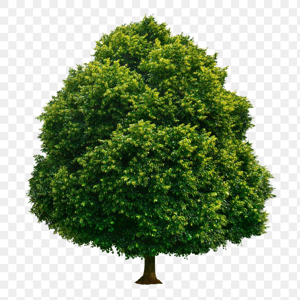 Big tree png, nature sticker | Free PNG - rawpixel