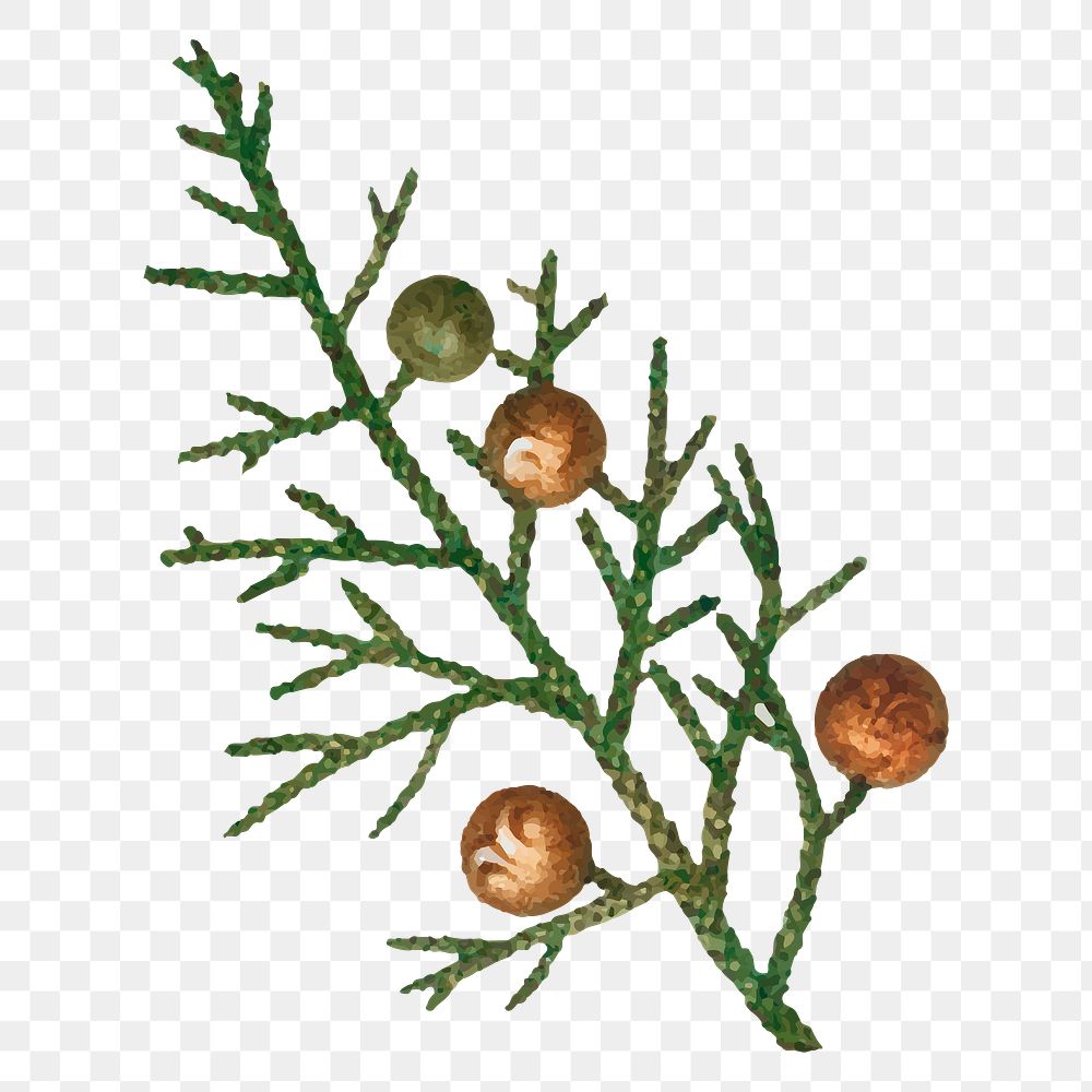 Vintage juniper branch png sticker | Free PNG Sticker - rawpixel