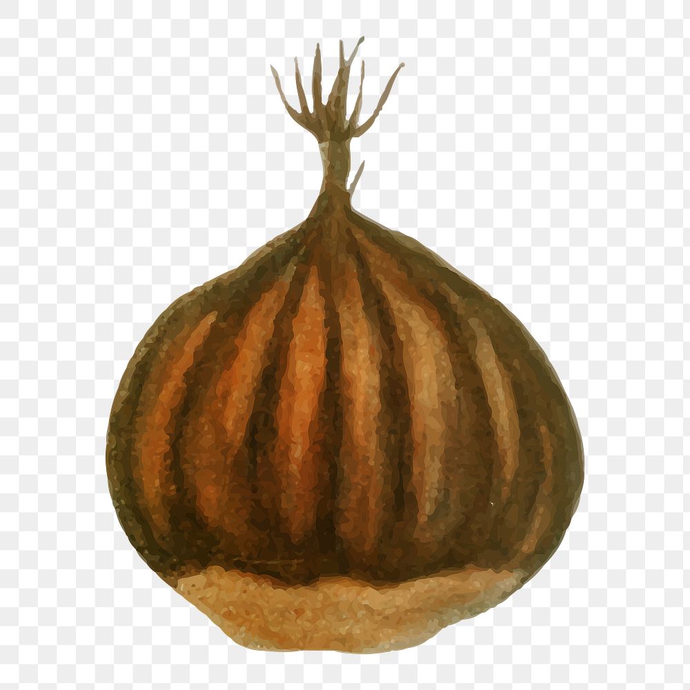 Vintage sweet chestnut png fruit | Free PNG Sticker - rawpixel