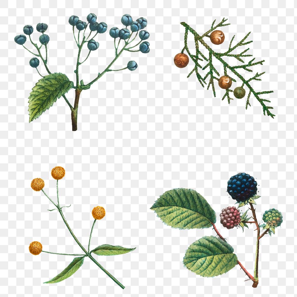 Vintage botanical png sticker set | Premium PNG - rawpixel