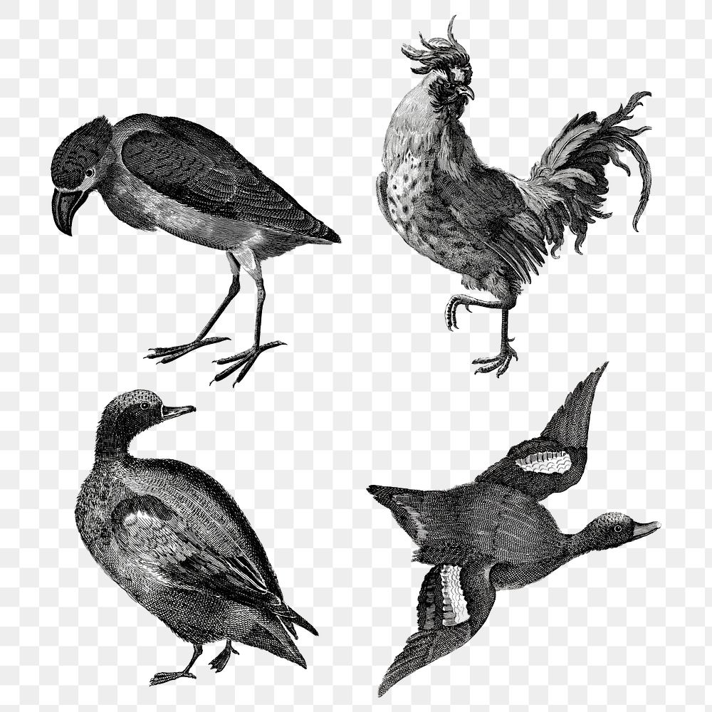 BW duck and bird png | Premium PNG - rawpixel