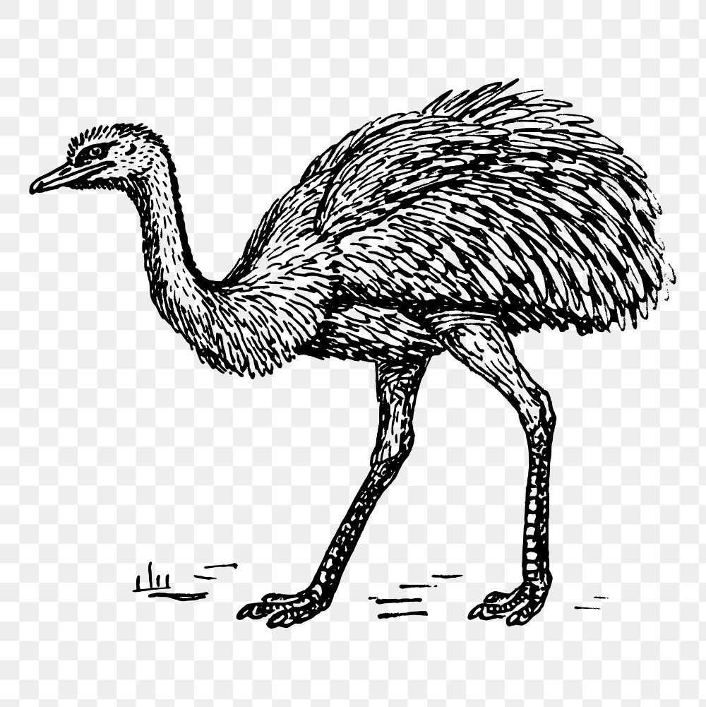 PNG rhea bird, animal clipart, | Free PNG - rawpixel