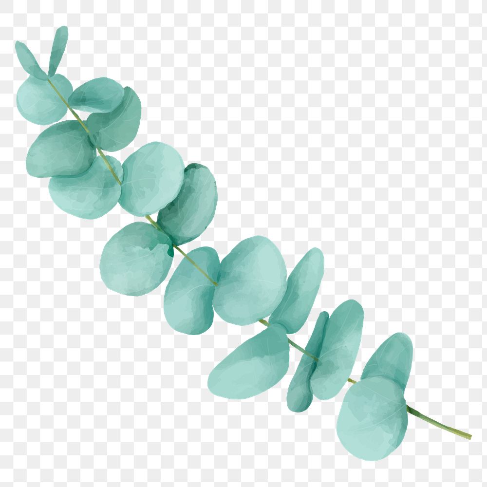 Eucalyptus leaf sticker png botanical | Premium PNG Sticker - rawpixel
