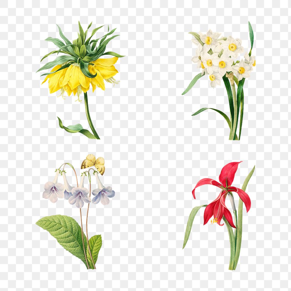 Flower sticker overlay design element | Premium PNG - rawpixel