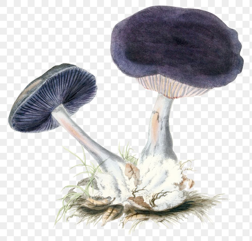 Vintage png violet webcap mushroom | Premium PNG Sticker - rawpixel