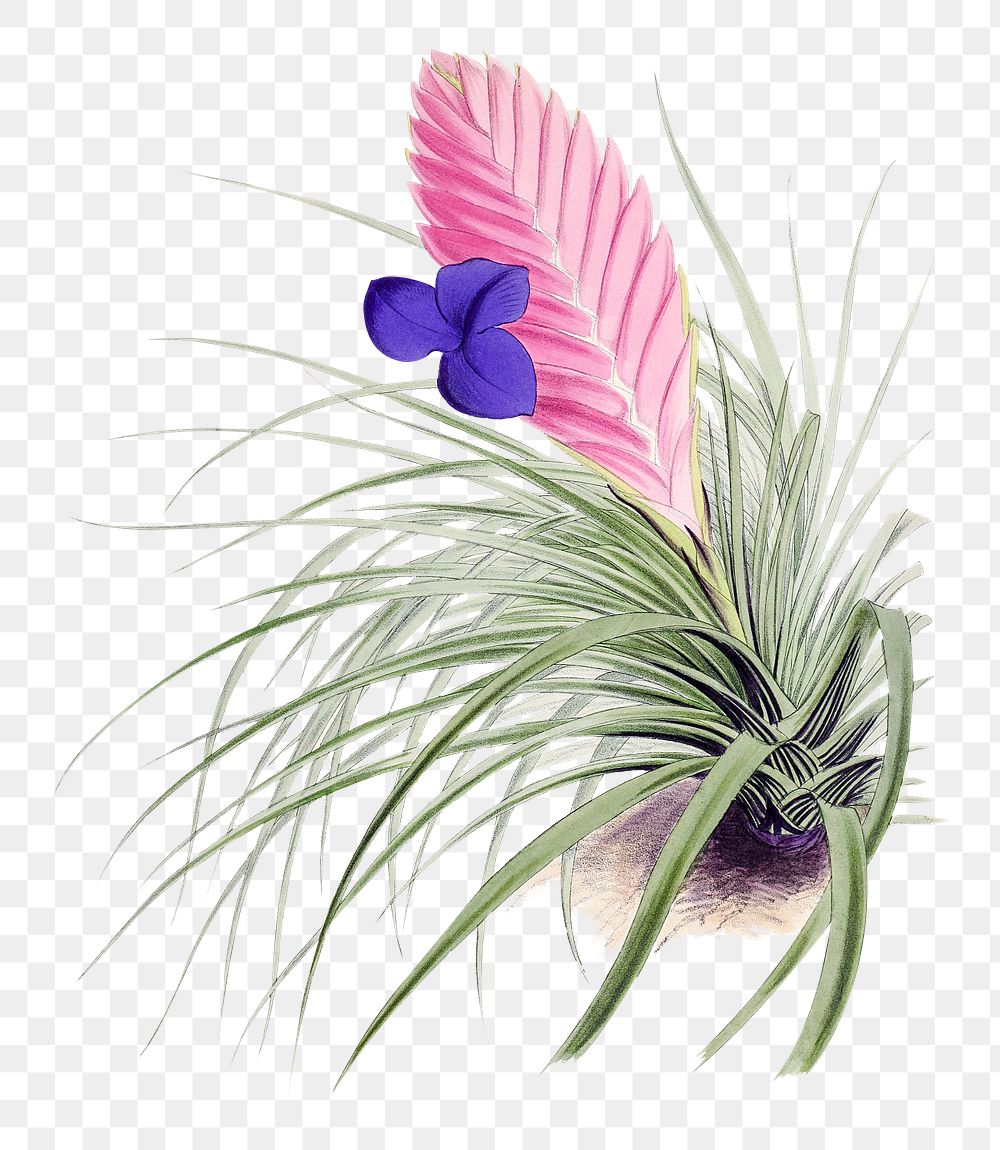 Vintage png pink quill clipart | Premium PNG Sticker - rawpixel