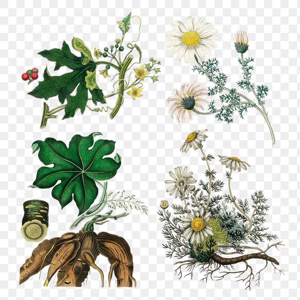 Vintage botanical colorful climbing plaant | Premium PNG - rawpixel