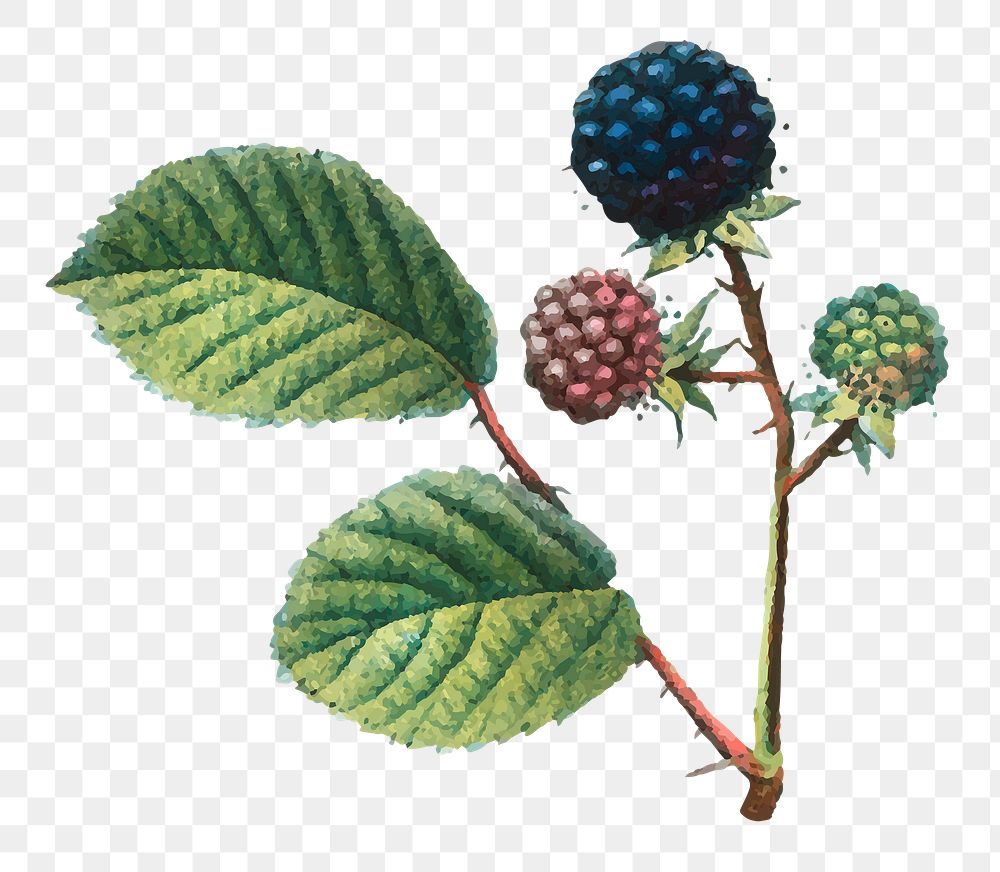 Vintage berry fruit png sticker | Premium PNG Sticker - rawpixel