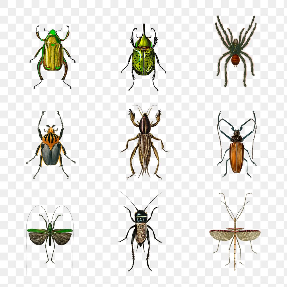 Vintage bug png set, remix | Premium PNG - rawpixel