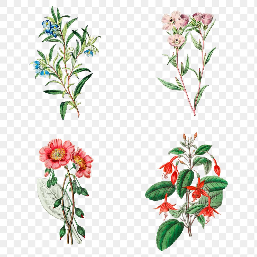 Sollya Images | Free Photos, PNG Stickers, Wallpapers & Backgrounds ...