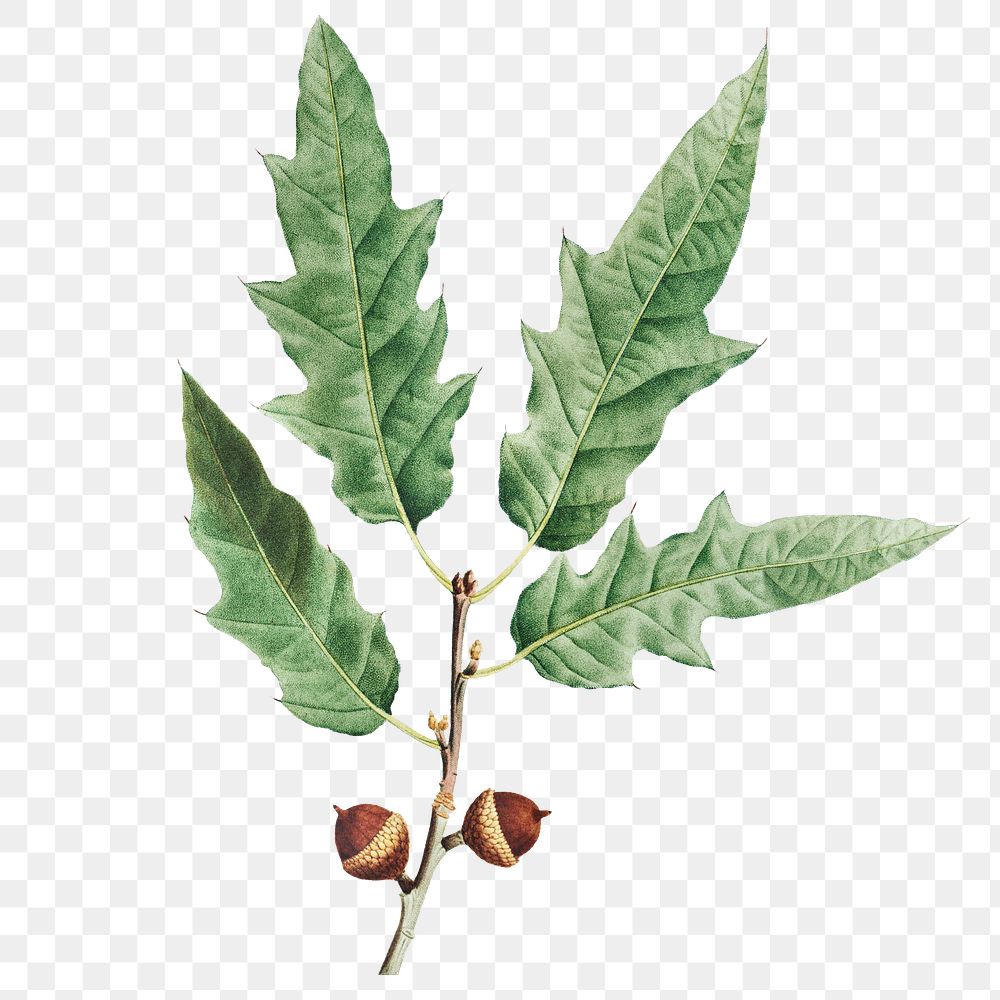Illustration Quercus Heterophilla or Bartram's | Premium PNG Sticker ...
