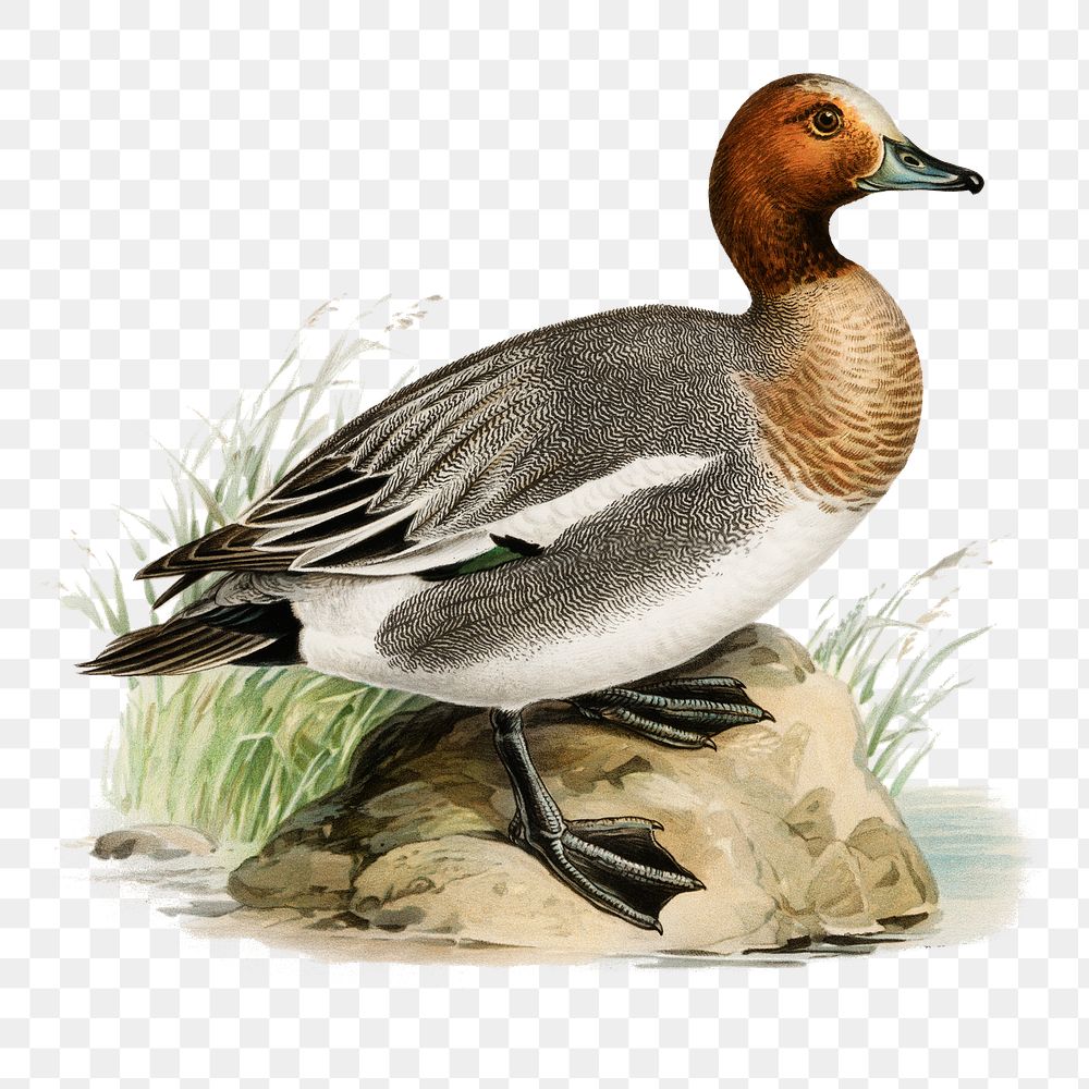 Wigeon Images | Free Photos, PNG Stickers, Wallpapers & Backgrounds ...
