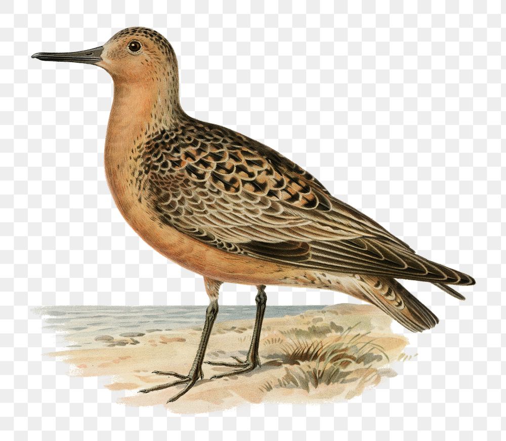 Transparent sticker red knot bird | Premium PNG Sticker - rawpixel