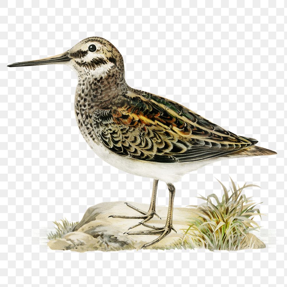 Png sticker jack snipe bird | Premium PNG Sticker - rawpixel