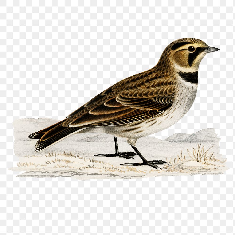 Png sticker horned lark bird | Premium PNG Sticker - rawpixel