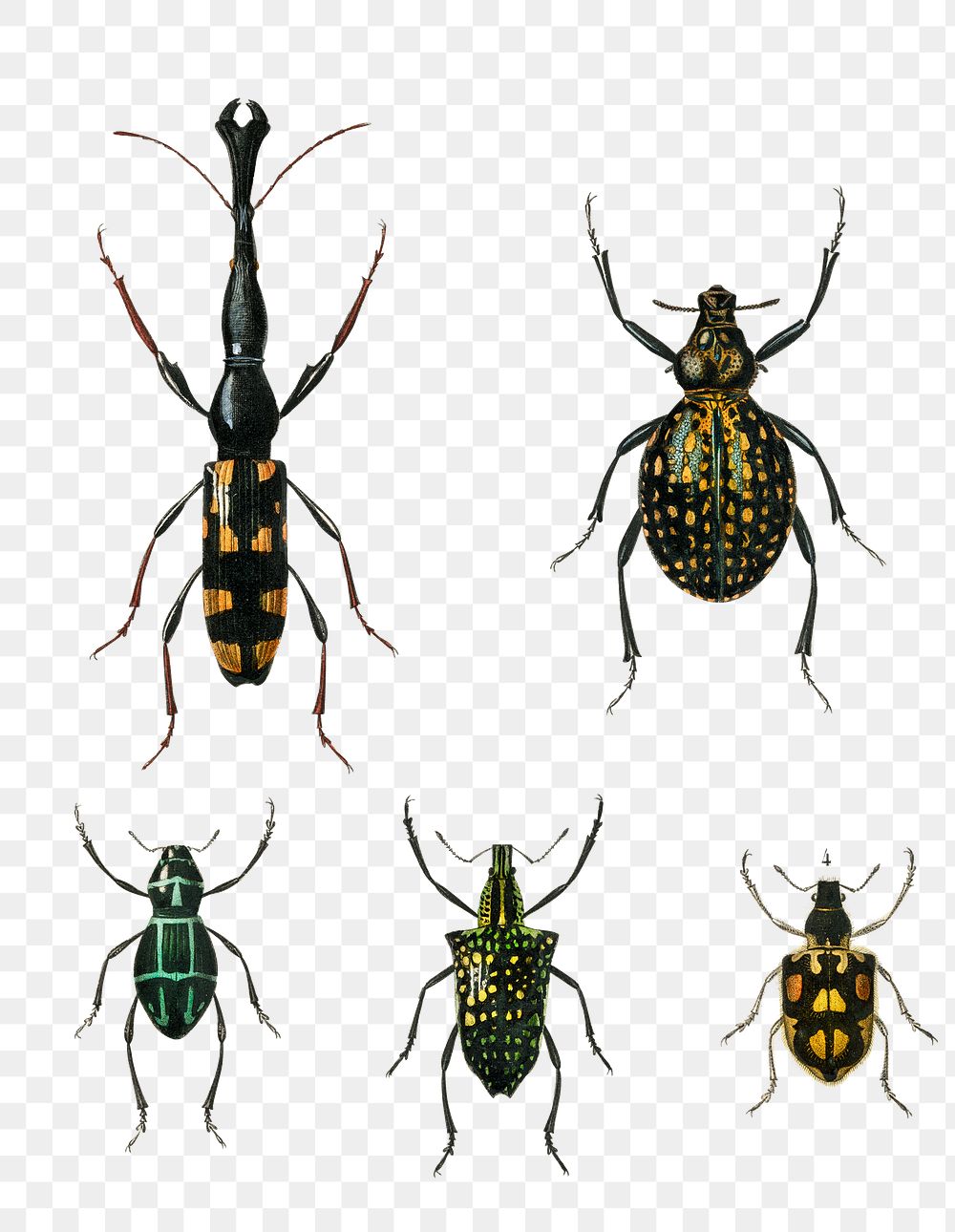 Primitive Weevil Images | Free Photos, PNG Stickers, Wallpapers ...