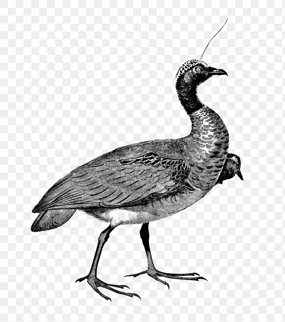 Vintage horned screamer bird png, | Free PNG Sticker - rawpixel
