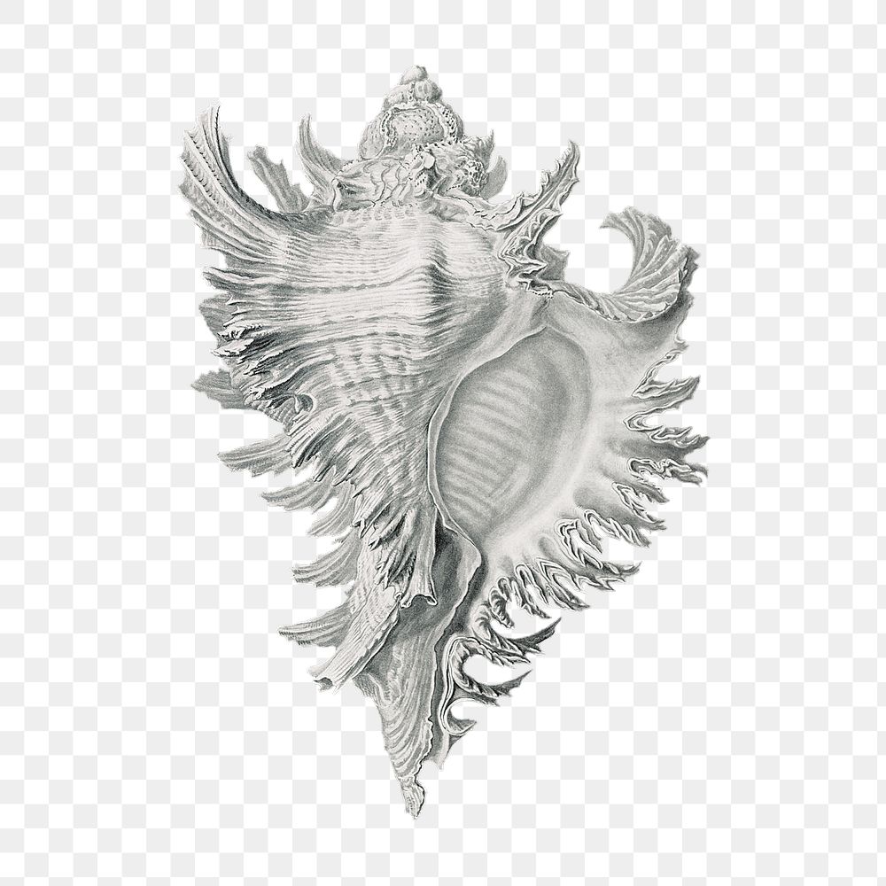 Vintage shell drawing transparent png | Premium PNG Sticker - rawpixel