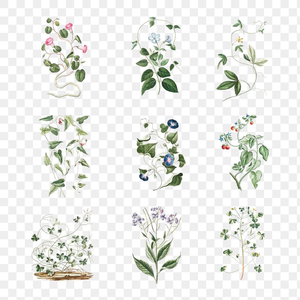 Set blooming flowers transparent png | Premium PNG - rawpixel