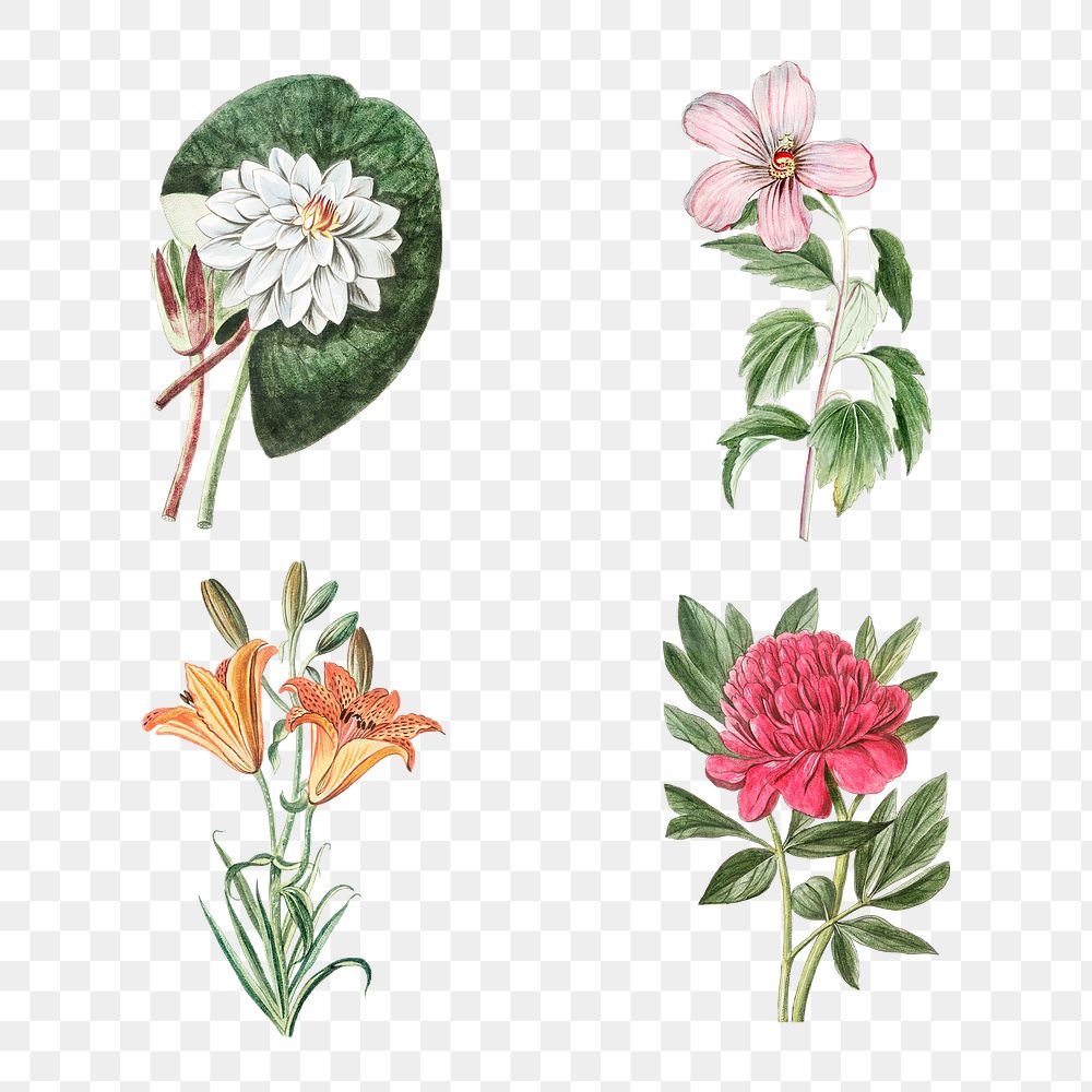 Set blooming flowers transparent png | Premium PNG - rawpixel