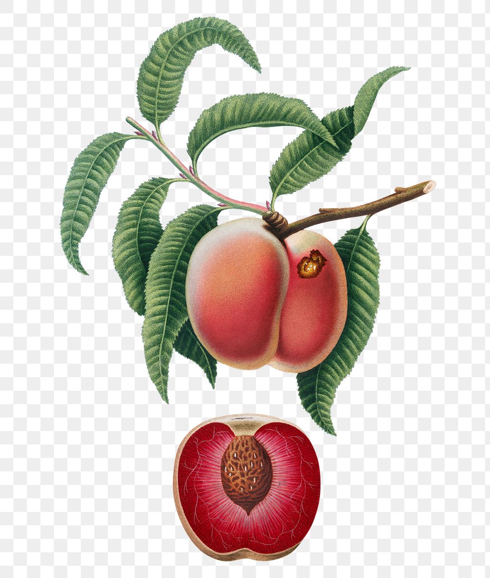 Hand drawn peach fruit design | Premium PNG - rawpixel