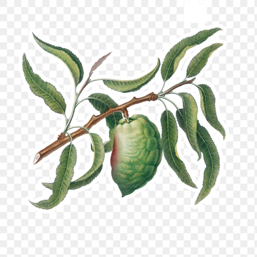 Hand drawn fresh almond sticker | Premium PNG Sticker - rawpixel