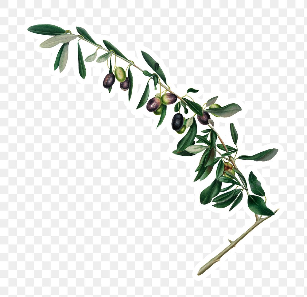 Hand drawn olives sticker design | Premium PNG Sticker - rawpixel