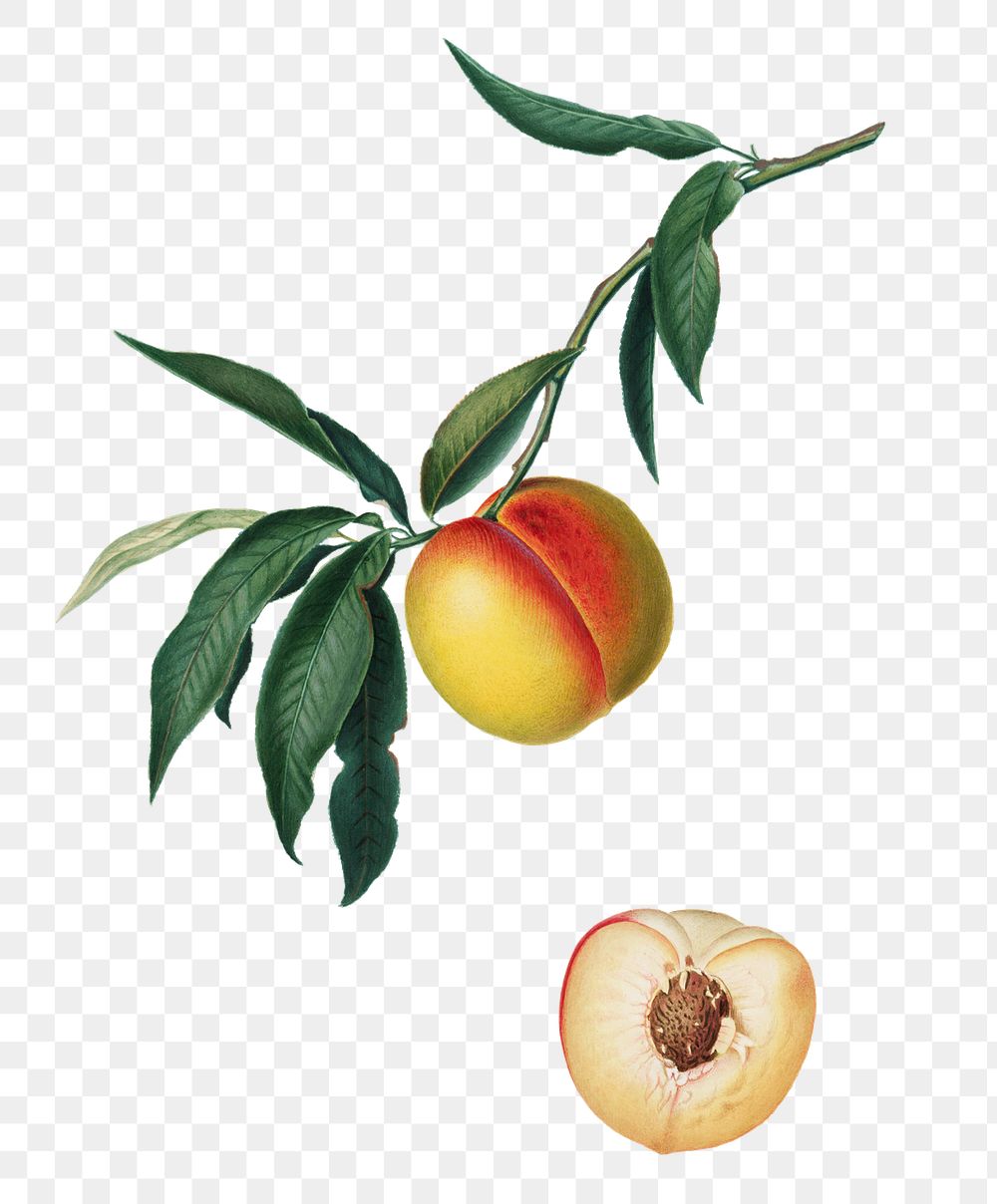 Hand drawn peach fruit design | Premium PNG - rawpixel