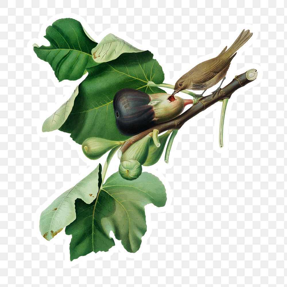 Hand drawn fig fruit sticker | Premium PNG Sticker - rawpixel