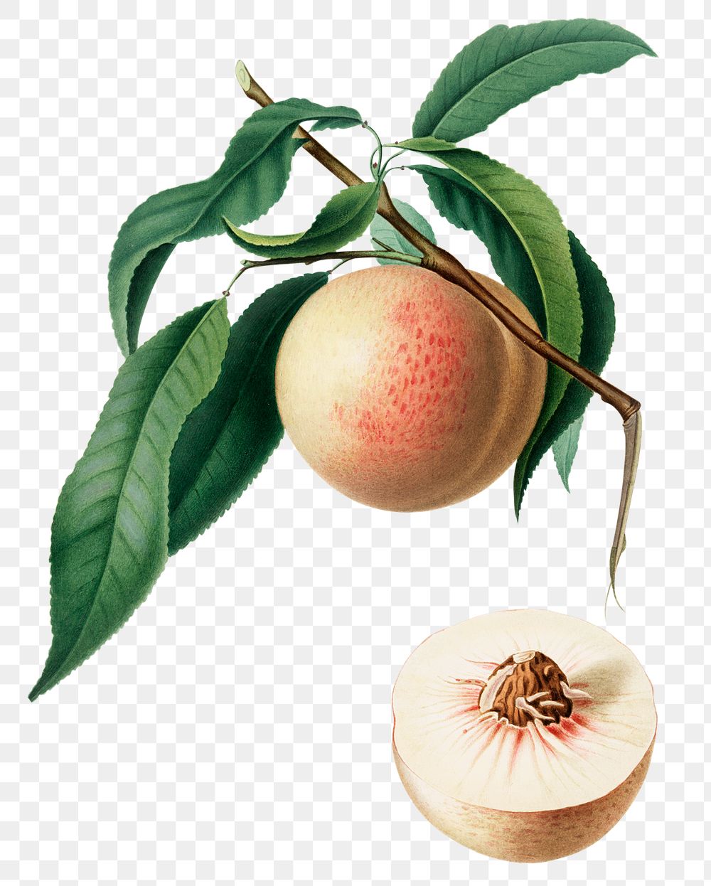 Hand drawn peach fruit design | Premium PNG - rawpixel