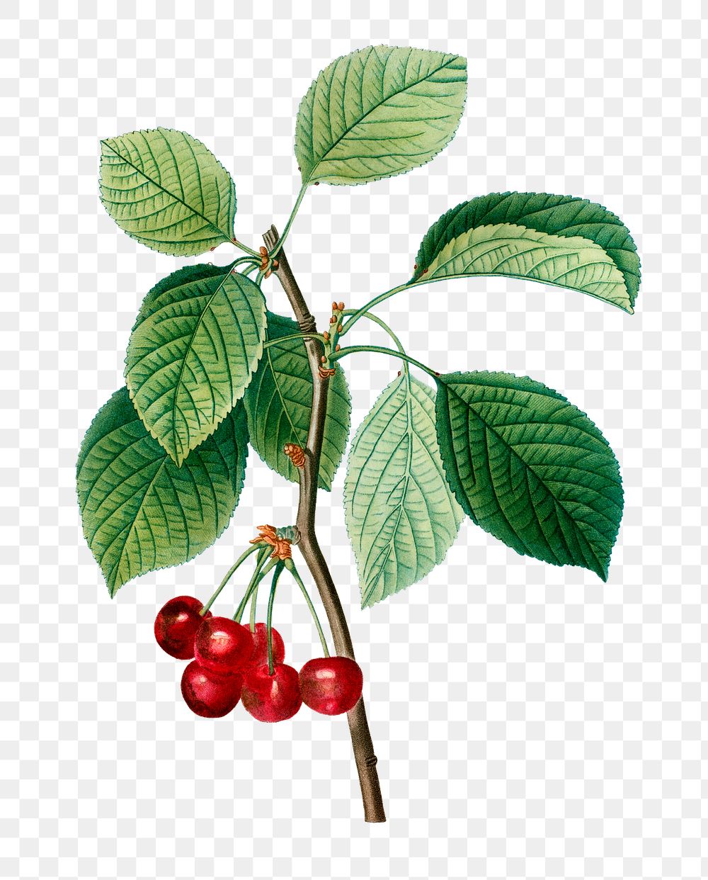 Cherry fruit tree transparent png | Premium PNG Sticker - rawpixel