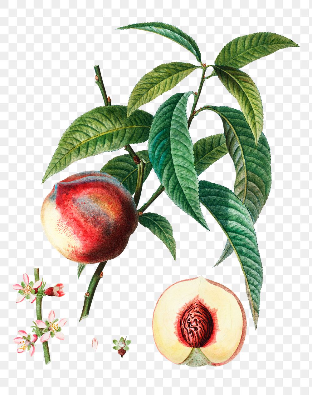 Peach branch transparent png | Premium PNG Sticker - rawpixel