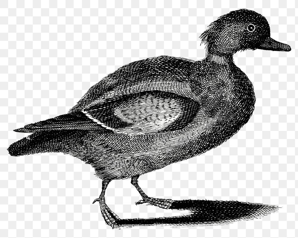 Vintage bw duck png bird | Premium PNG Sticker - rawpixel