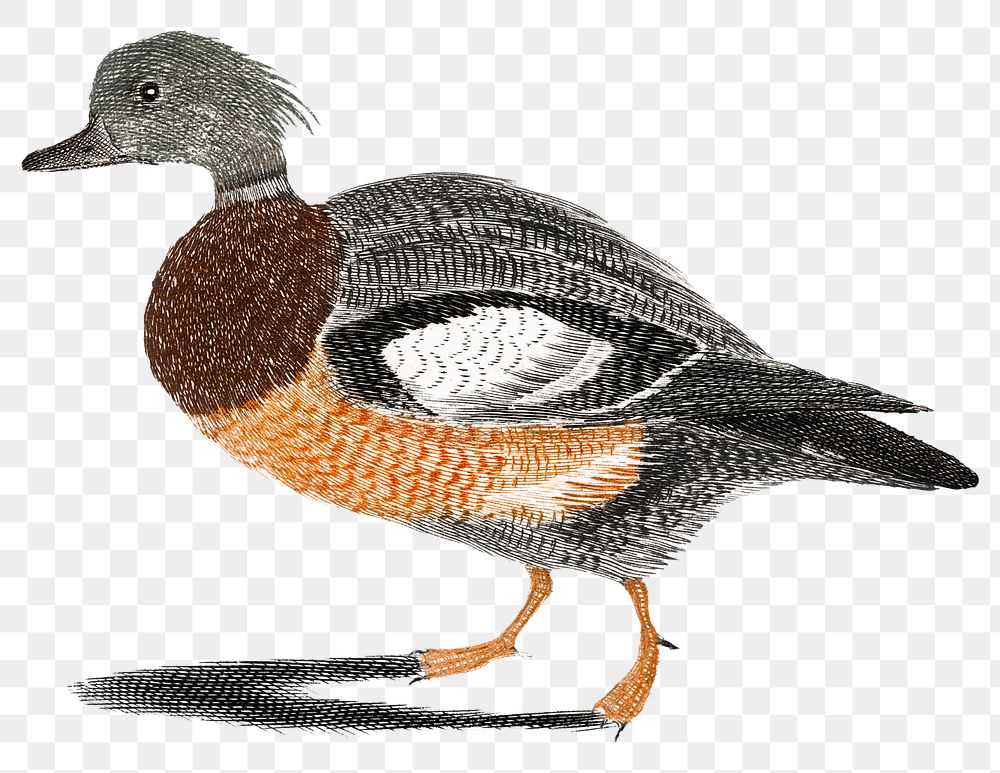 Vintage duck png bird sticker | Premium PNG Sticker - rawpixel